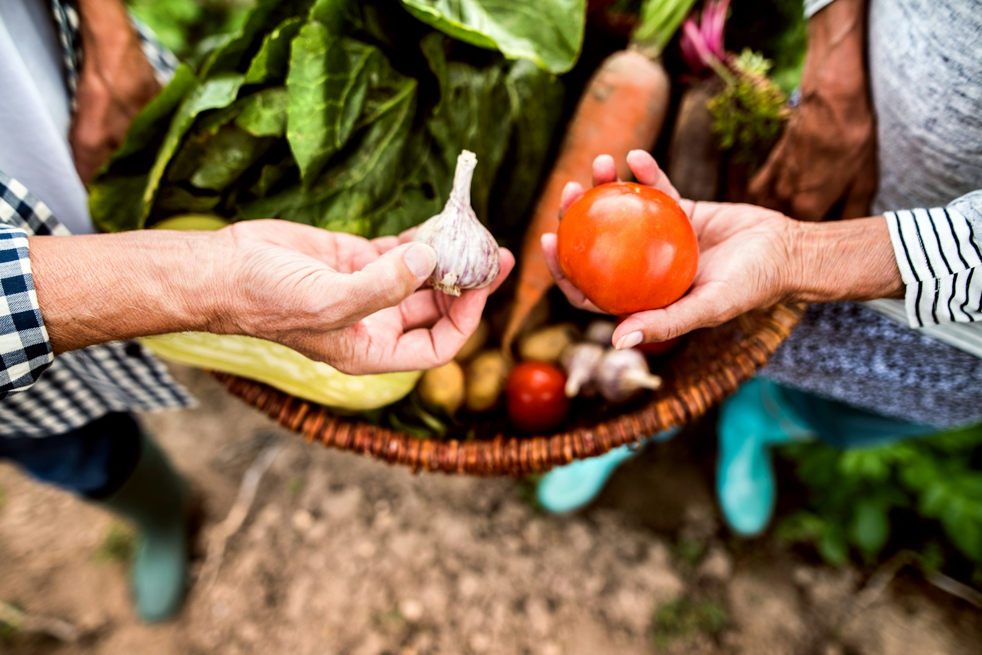 Farm to Table Process - Foodie Scouts